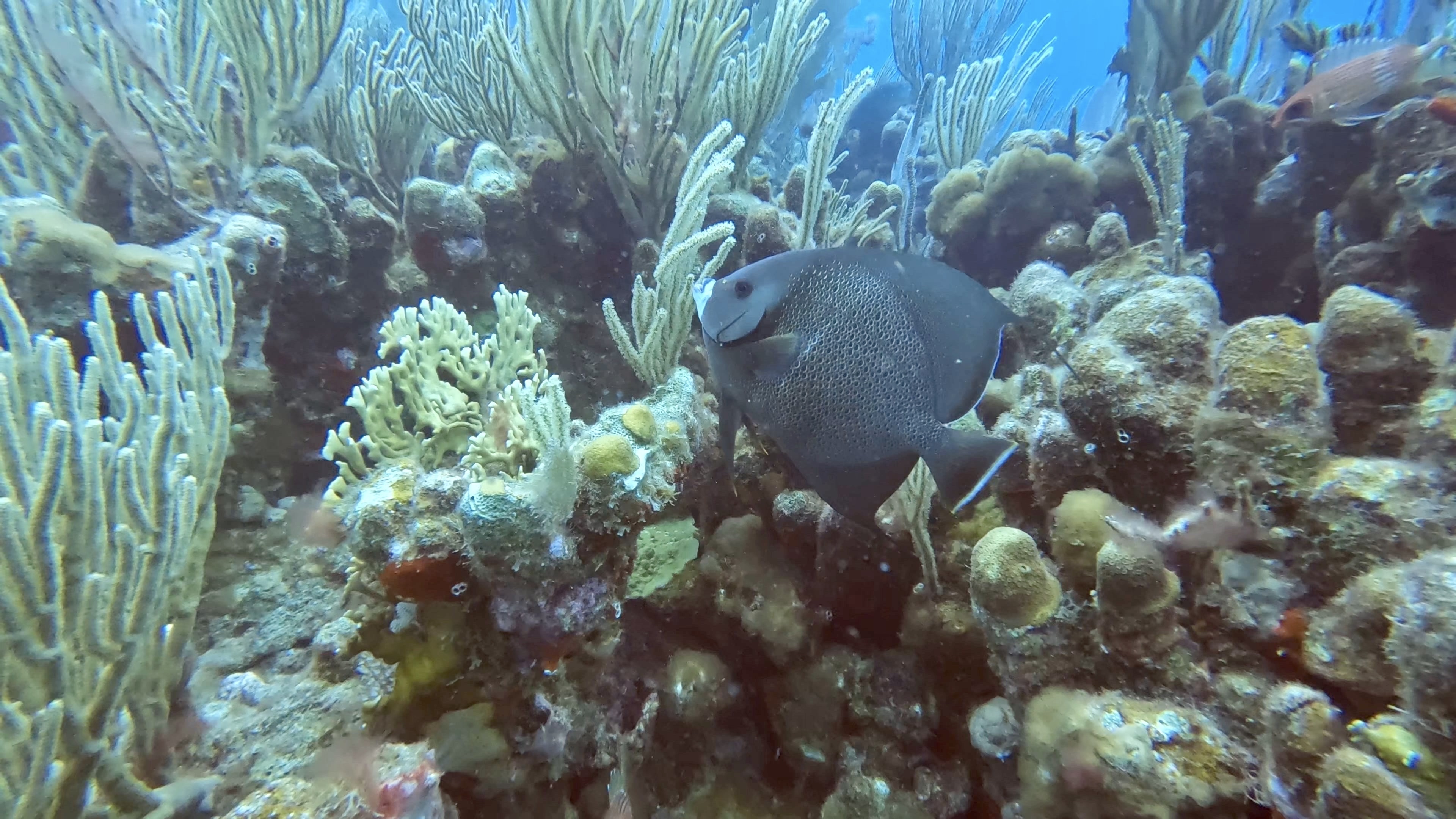 Diving & Snorkeling Puerto Rico: Culebra Adventure – The Well-Traveled ...